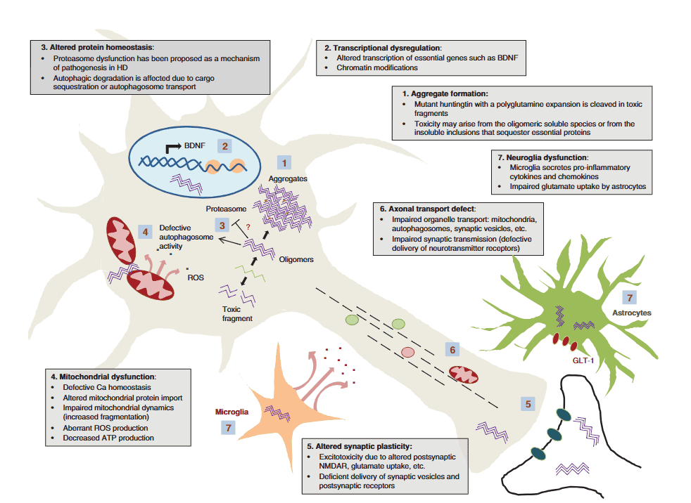 Huntington’s Disease (HD) Research 2025: Pathogenesis, Key Molecular ...